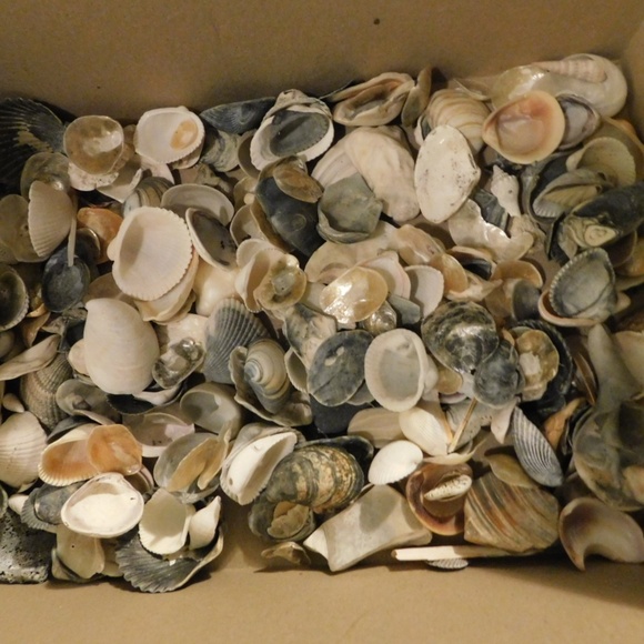 Unbranded | Accents | Box Of Sea Shells | Poshmark